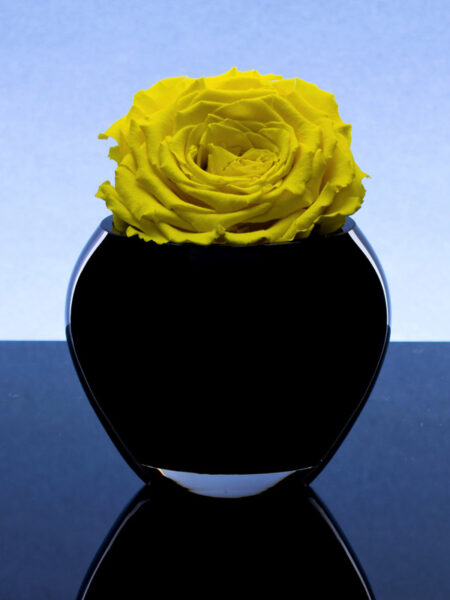 Eternal Roses – Timeless & Treasured Real Roses.